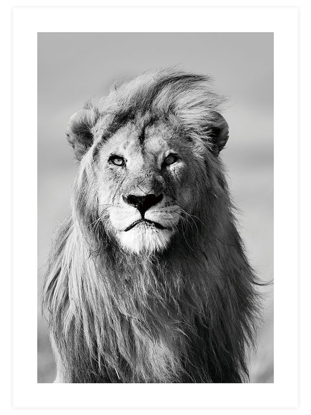 Vahşi Hayvan Poster | Vahşi Hayvan Tablo – Nordika Gallery